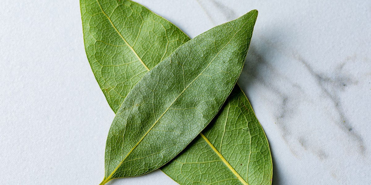 California Bay Leaves — Savory Spice